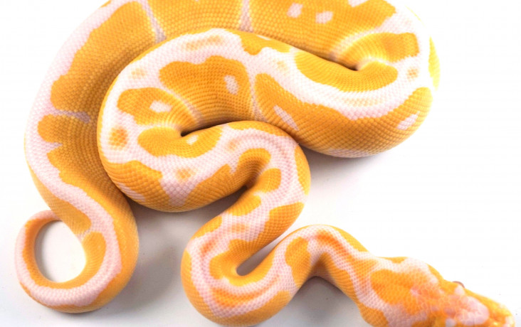 Snakes For Sale | Royal Constrictor Designs